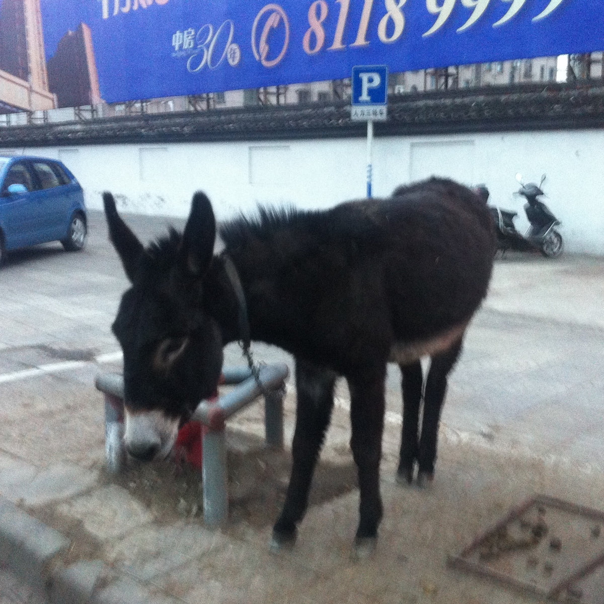 of life, of love, of donkey – A Nice Jewish Guy